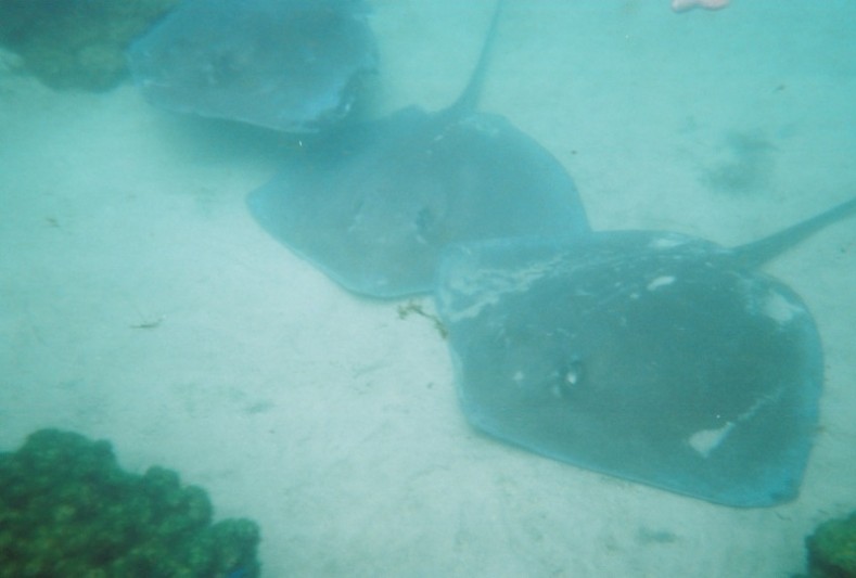 Extremely big rays… | photos